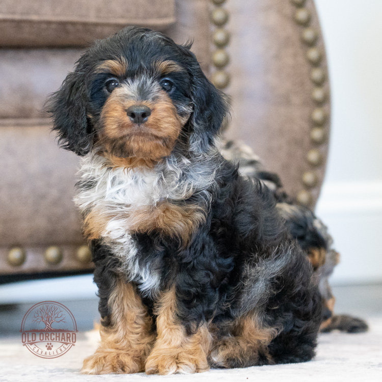 Karl, Male, Cavapoo